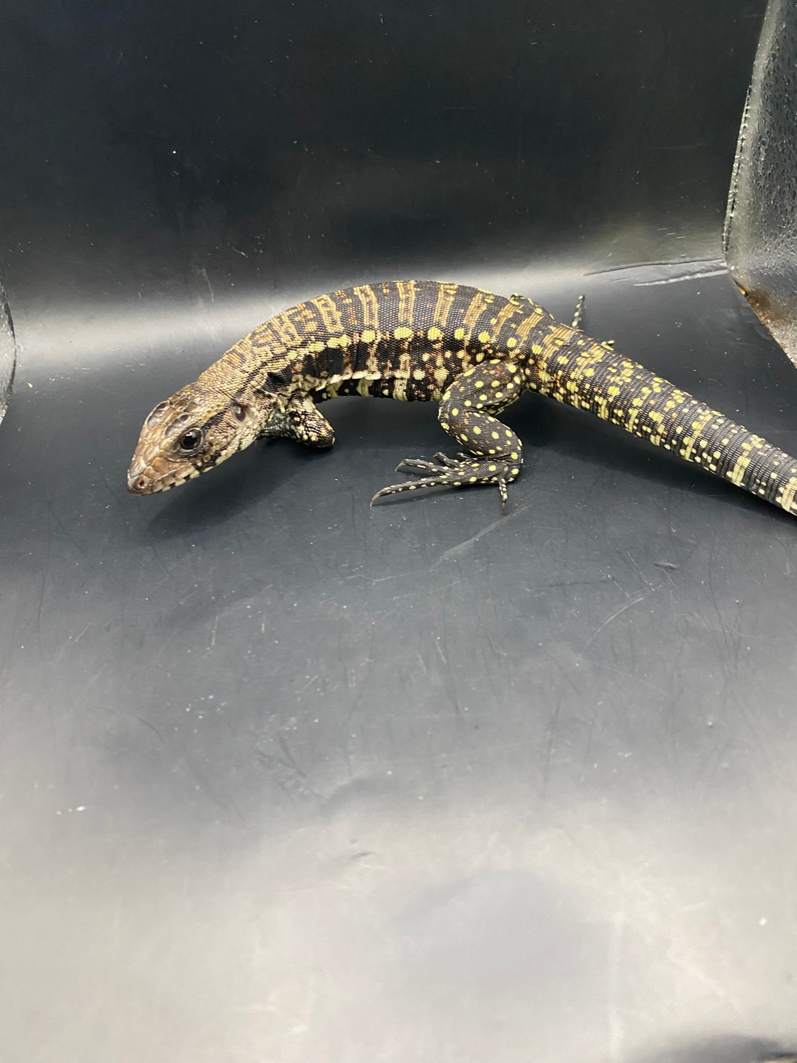 Blue Tegu Other Tegus by Jax's Exotics - MorphMarket