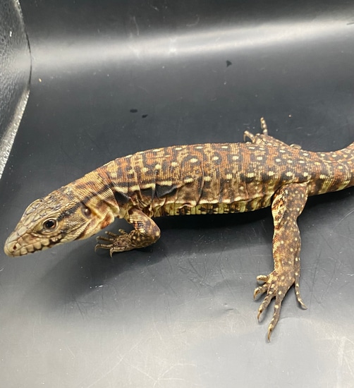 Red Tegu Argentine Tegus by Jax's Exotics