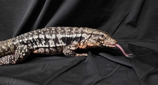 Red X Blue Tegu Argentine Tegus by Jax's Exotics