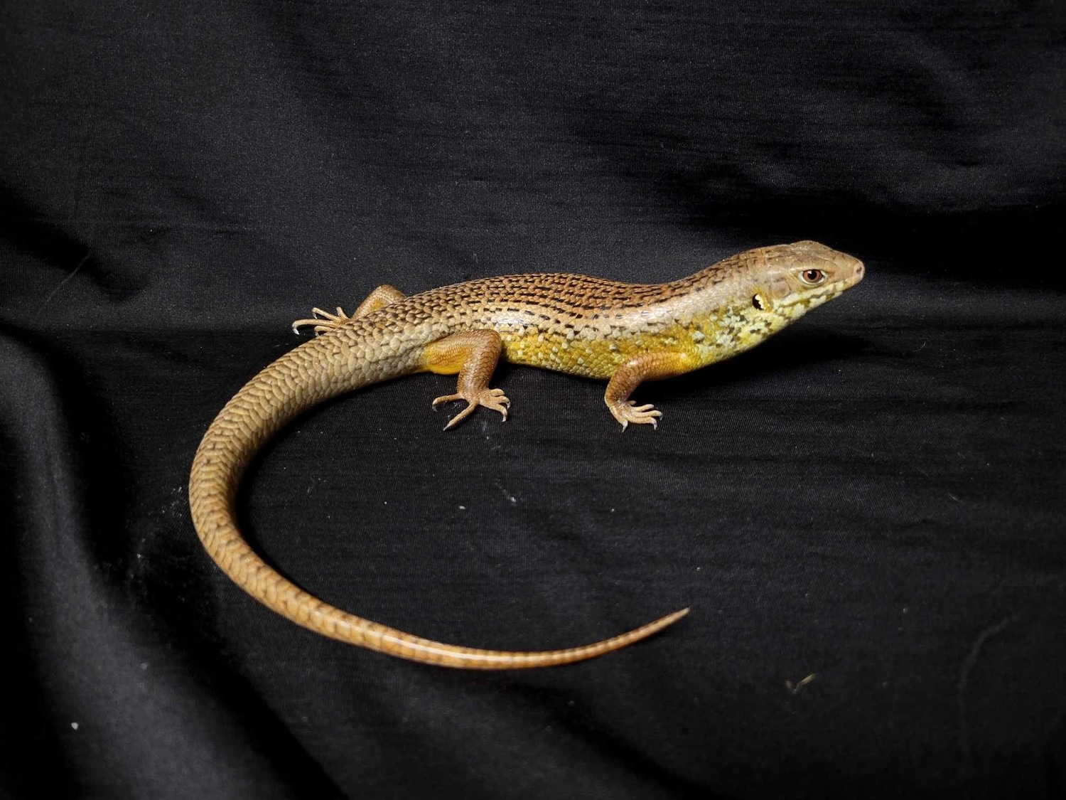 Major Skink More Skink by Jax's Exotics - MorphMarket