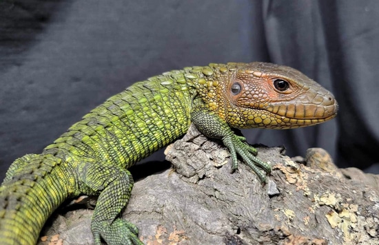 Caiman Lizard by Jax's Exotics