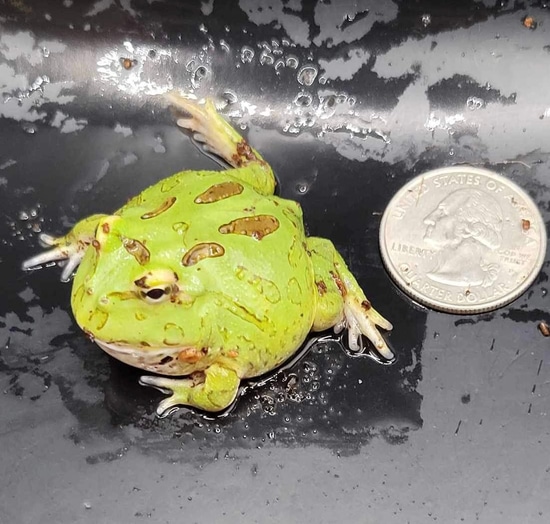 Matcha Pac-Man Frog Pacman Frog by Jax's Exotics