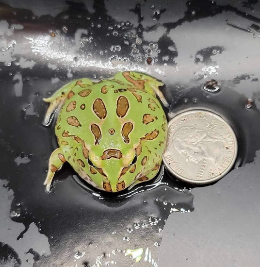 Green Pac-Man Frog Pacman Frog by Jax's Exotics
