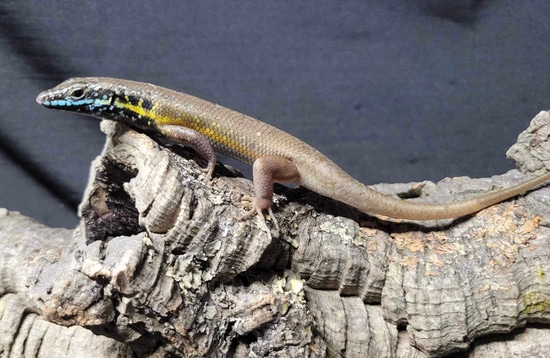 African Blue (Face/Tail) Skink More Skink by Jax's Exotics