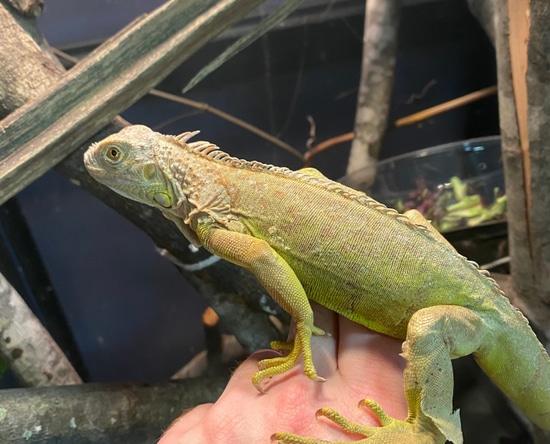 Lime Zero Iguana Other Iguana by Jax's Exotics