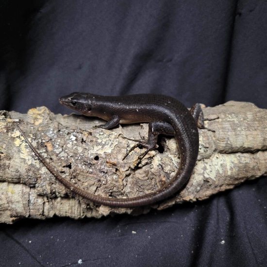 Black Tree Skink More Skink by Jax's Exotics