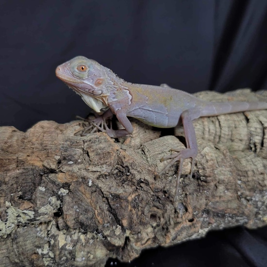 Purple Zero Iguana Other Iguana by Jax's Exotics