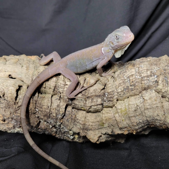 Translucent Red Other Iguana by Jax's Exotics