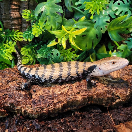 Baby Halmahera Blue-Tongued Skink by Jax's Exotics