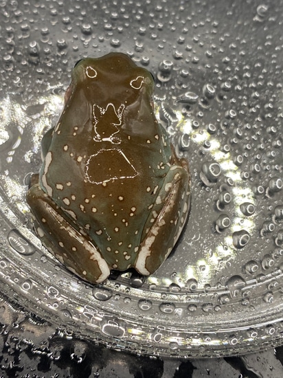 Snowflake White's Tree Frog by Jax's Exotics