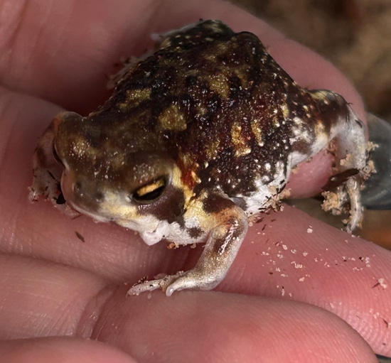 Bushveld Rain Frogs Other Frog by Jax's Exotics
