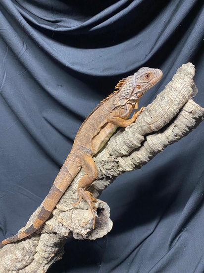 Nice Size Red Iguana Green Iguana by Jax's Exotics