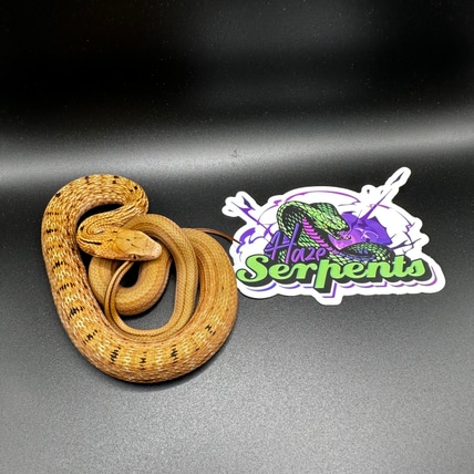 Haze Serpents - MorphMarket