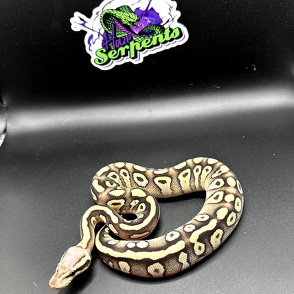 Haze Serpents - MorphMarket