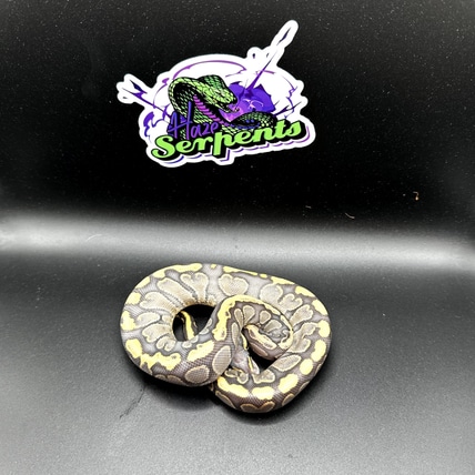 Haze Serpents - MorphMarket