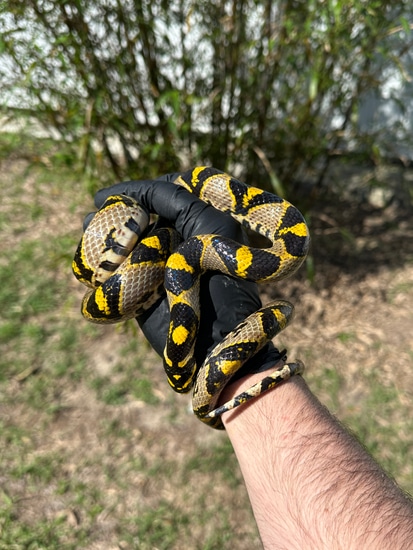 Proven Adult Female Sichuan Mandarin Rat Snake by Haze Serpents