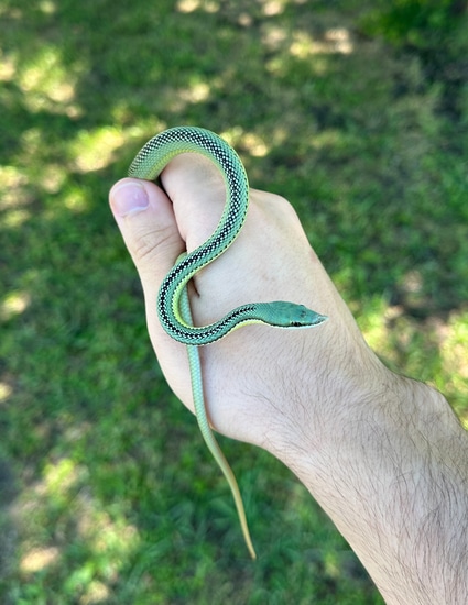 1.1 Green Baron's Racers (Philodryas Baroni) - Blue X Green Parentage ...