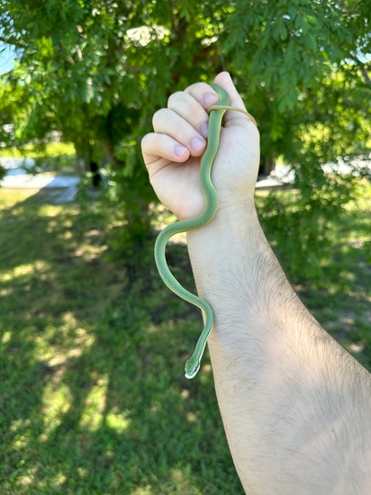 Female Patternless Green Baron's Racer (Philodryas Baroni) - Blue X ...