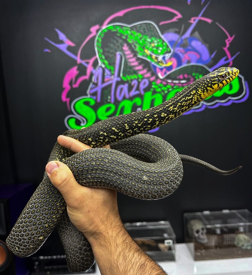 Adult High Black Patternless Chinese Kingrat Male (Elaphe Carinata ...