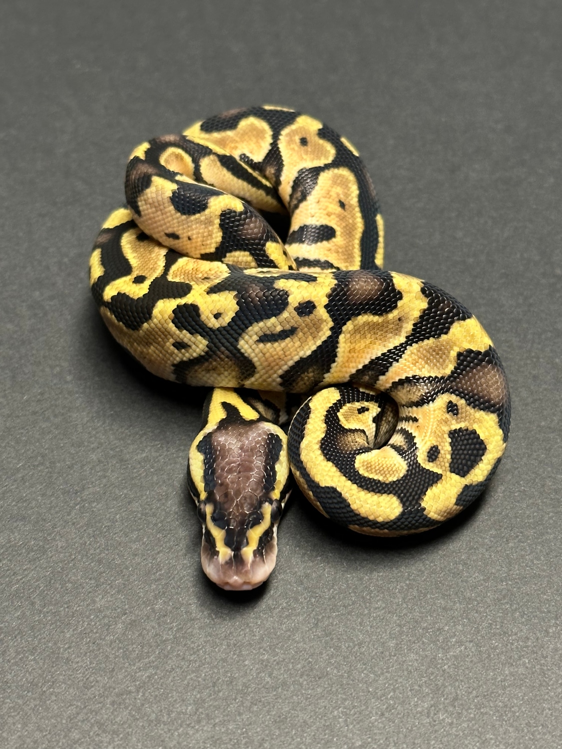 Pastel Orange Dream Cryptic 100% Het Desert Ghost Ball Python by CENTEX ...