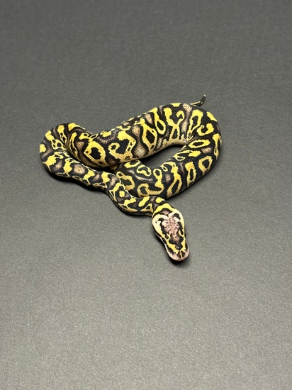 Pastel Hurricane Yellow Belly Crypton Or Cryptic 50% Het Hypo Ball ...