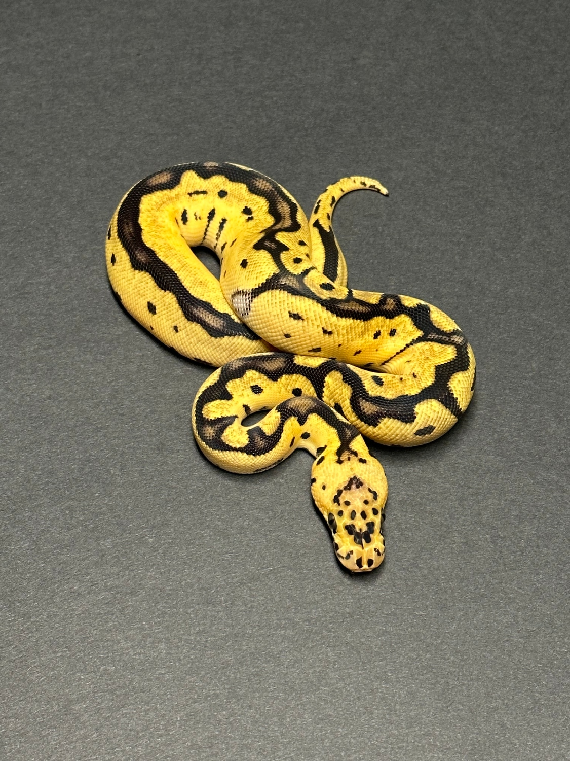 Pastel Orange Dream Clown 100% Het Pied Ball Python by CENTEX - MorphMarket