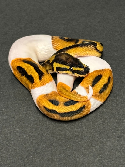 Orange Dream Pied “Smiley Face Emoji” 66% Het Clown Ball Python by CENTEX