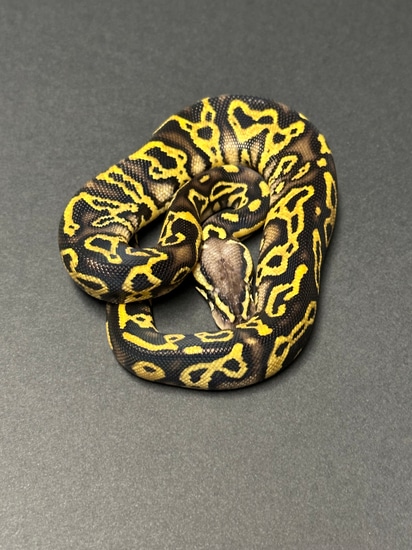 Hurricane Disco Leopard Crypton 50% Het Hypo Ball Python by CENTEX
