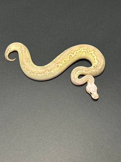 Pastel Lesser Black Pastel Clown 50% Het Hypo Ball Python by CENTEX