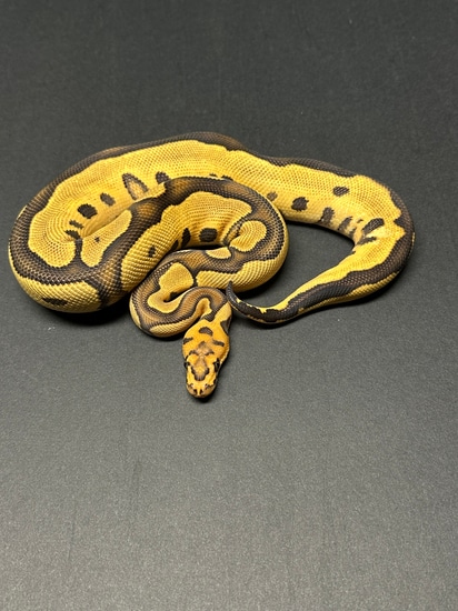 Enchi Lace Leopard Clown Ball Python by CENTEX