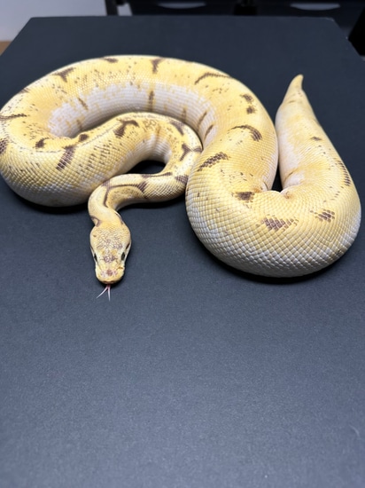 Yellowbelly Enchi Fire Hi Intensity Orange Dream Spider Het Clown Ball ...