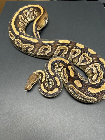 Black Pastel Het Clown Het Pied Ball Python by CENTEX
