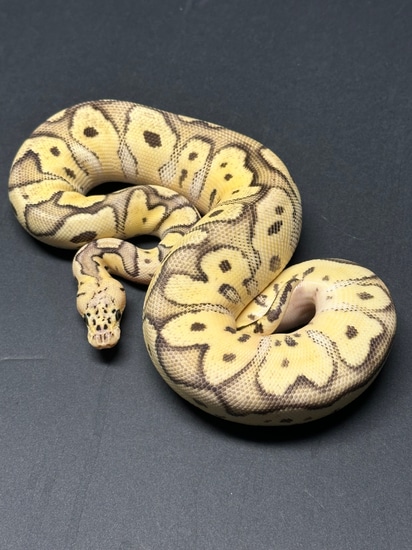 Special Fire Pastel Clown Ball Python by CENTEX