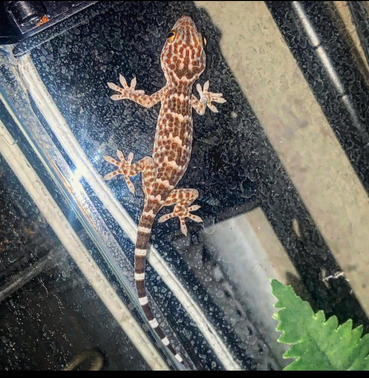 Poss Female Tokay More Gecko by Jays exotics - MorphMarket
