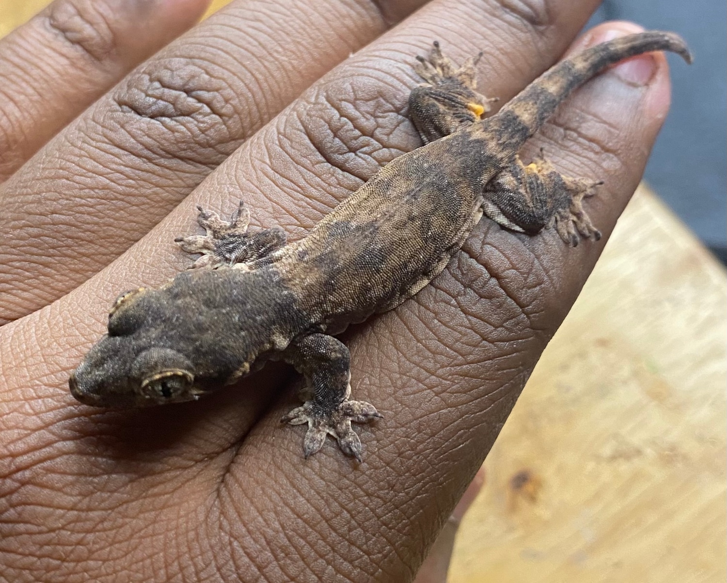 Halmahera Gecko More Gecko by Jays exotics - MorphMarket