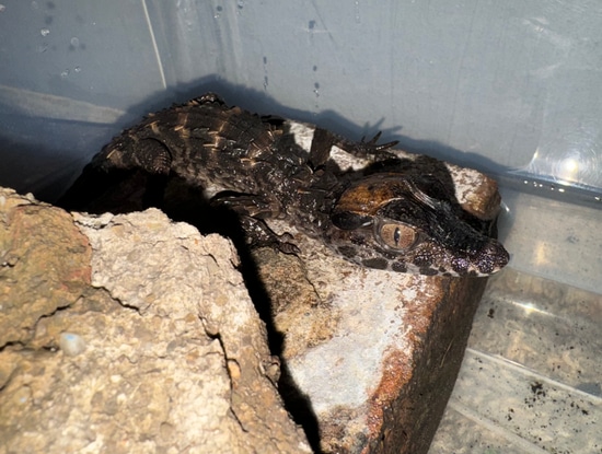 Baby Caiman Smooth-Fronted Caiman by Jays reptiles direct