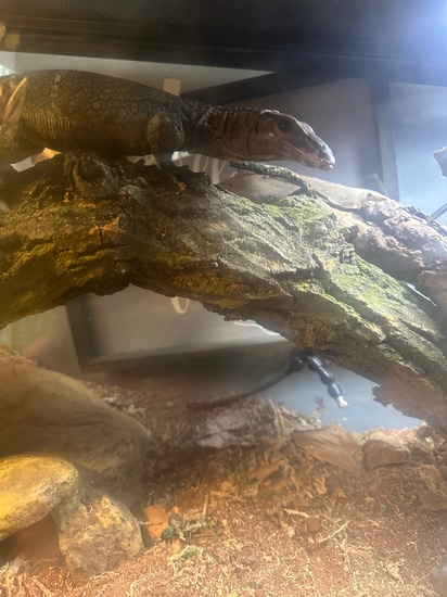 About 8 Months Old Black Roughneck Monitor by Jays reptiles direct