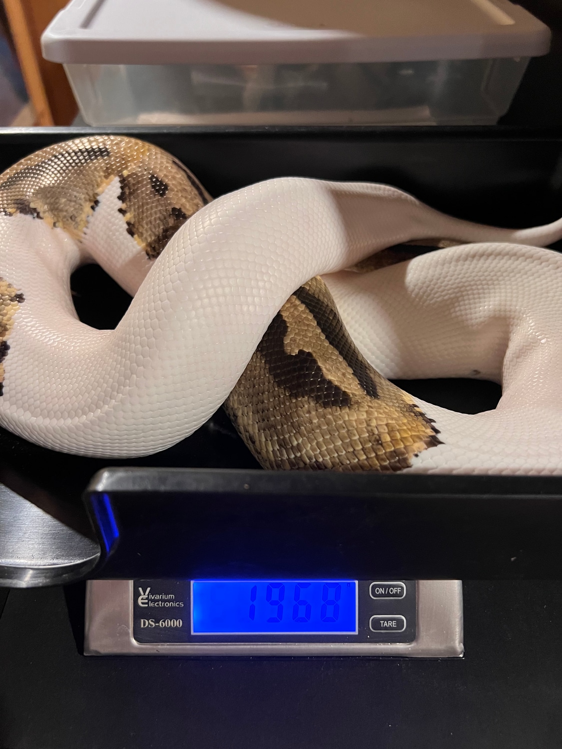 Piebald (Adult Male) Ball Python by GothamMorphs - MorphMarket