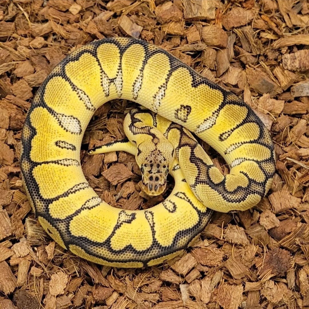 Pastel Clown Ball Python by J. Benitez Reptiles - MorphMarket