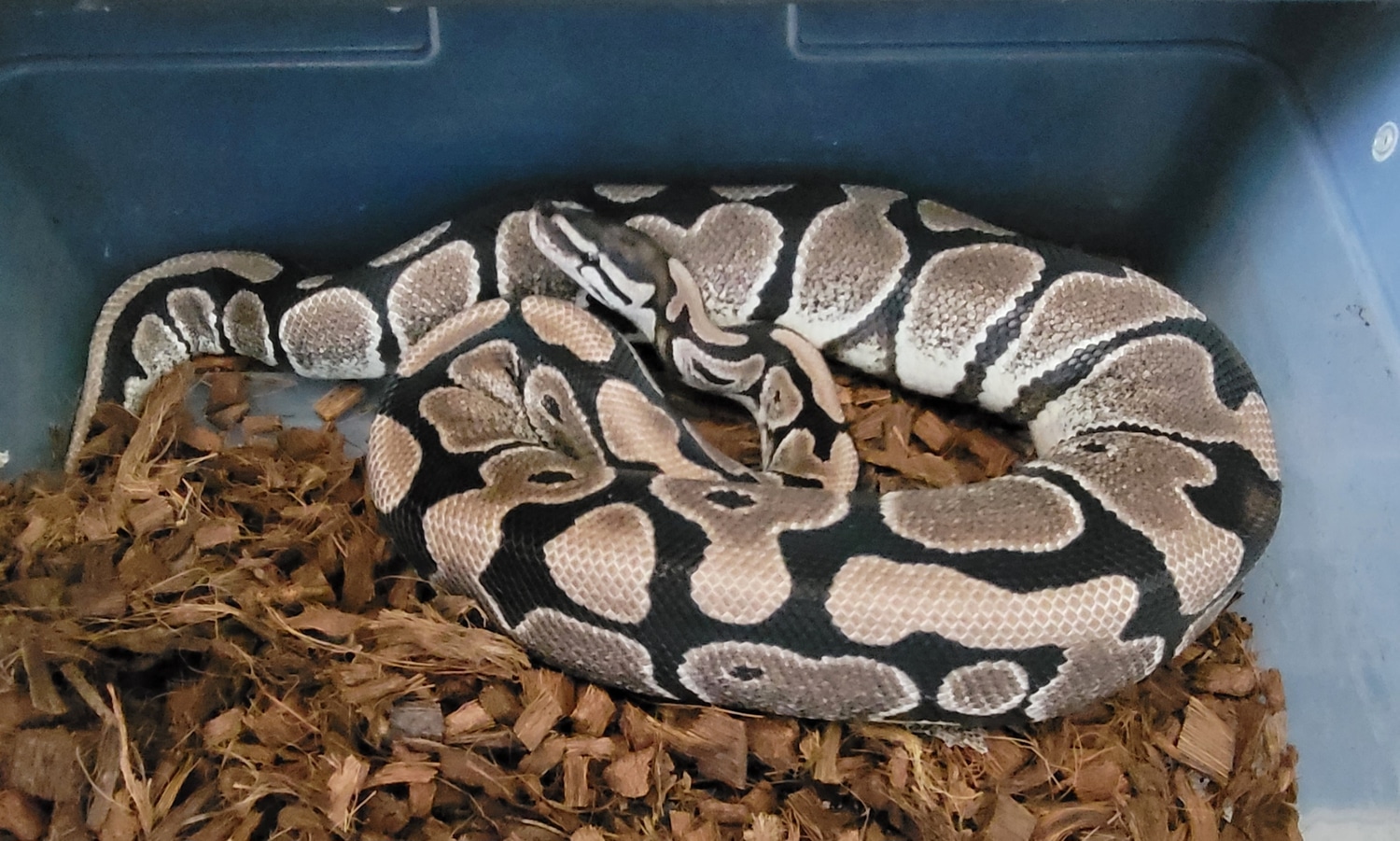PROVEN 1.0 VPI Axanthic Het Clown Ball Python by J. Benitez Reptiles ...