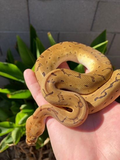 Pinstripe Spotnose Clown Ball Python by Malditos Morphs