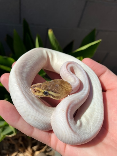 Black Pastel Pied High White Ball Python by Malditos Morphs