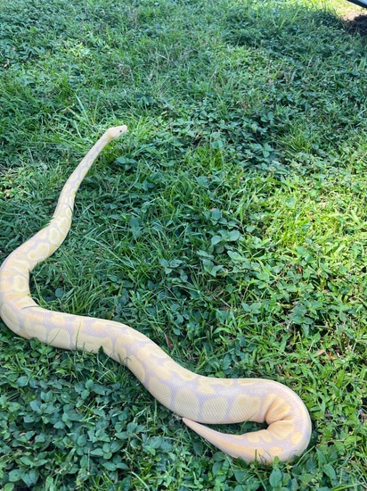 Candino Yellow Belly Ball Python by Jays_Pythons