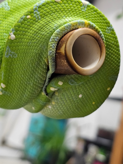 JO2119 Blue Deuce/biak/SH05191/Alabama X Jayapura Green Tree Python by ...