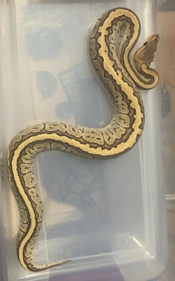 Jigsaw Ball Python by Jays Snakes