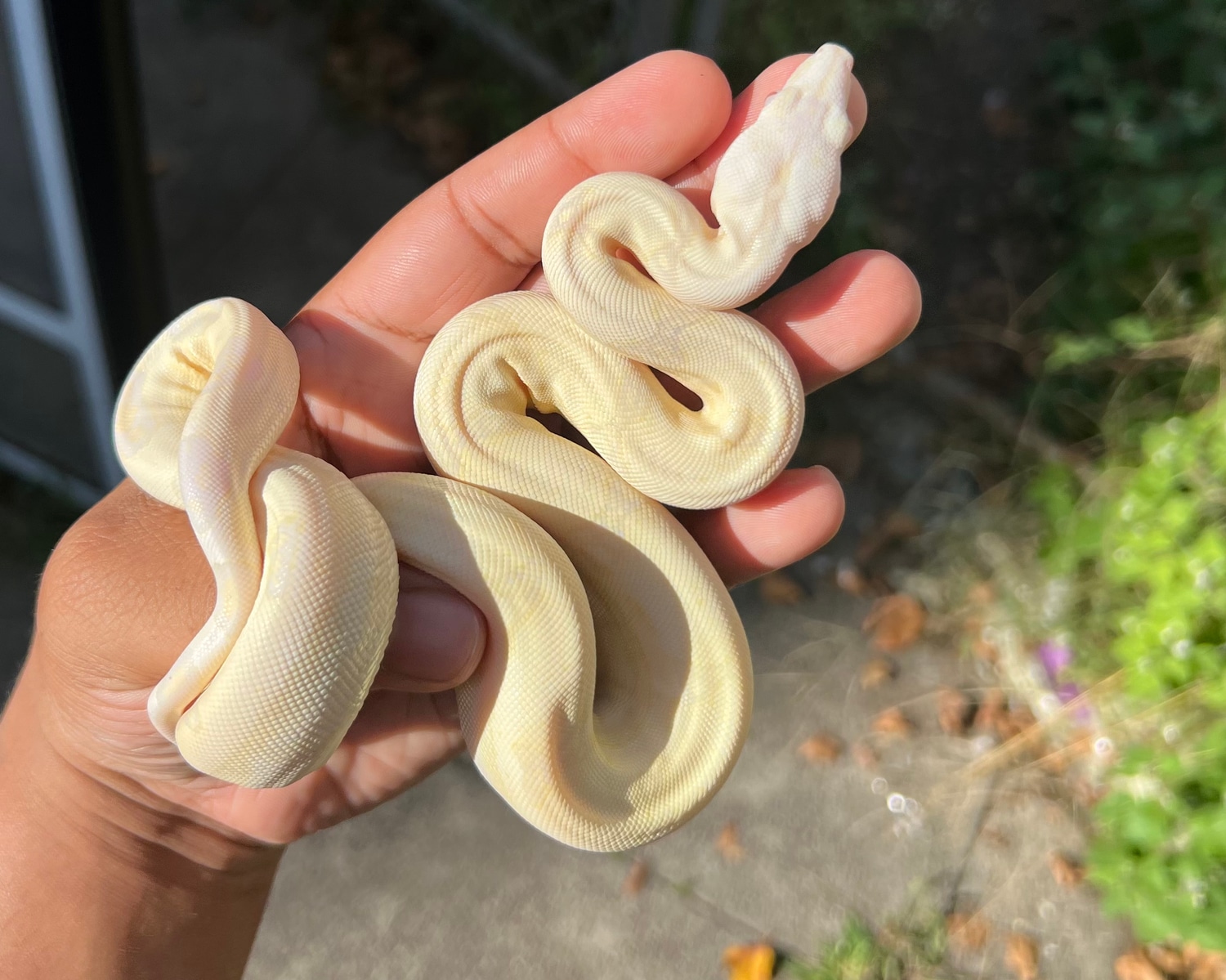 Super Moonglow Boa Constrictor by Jays Snakes - MorphMarket