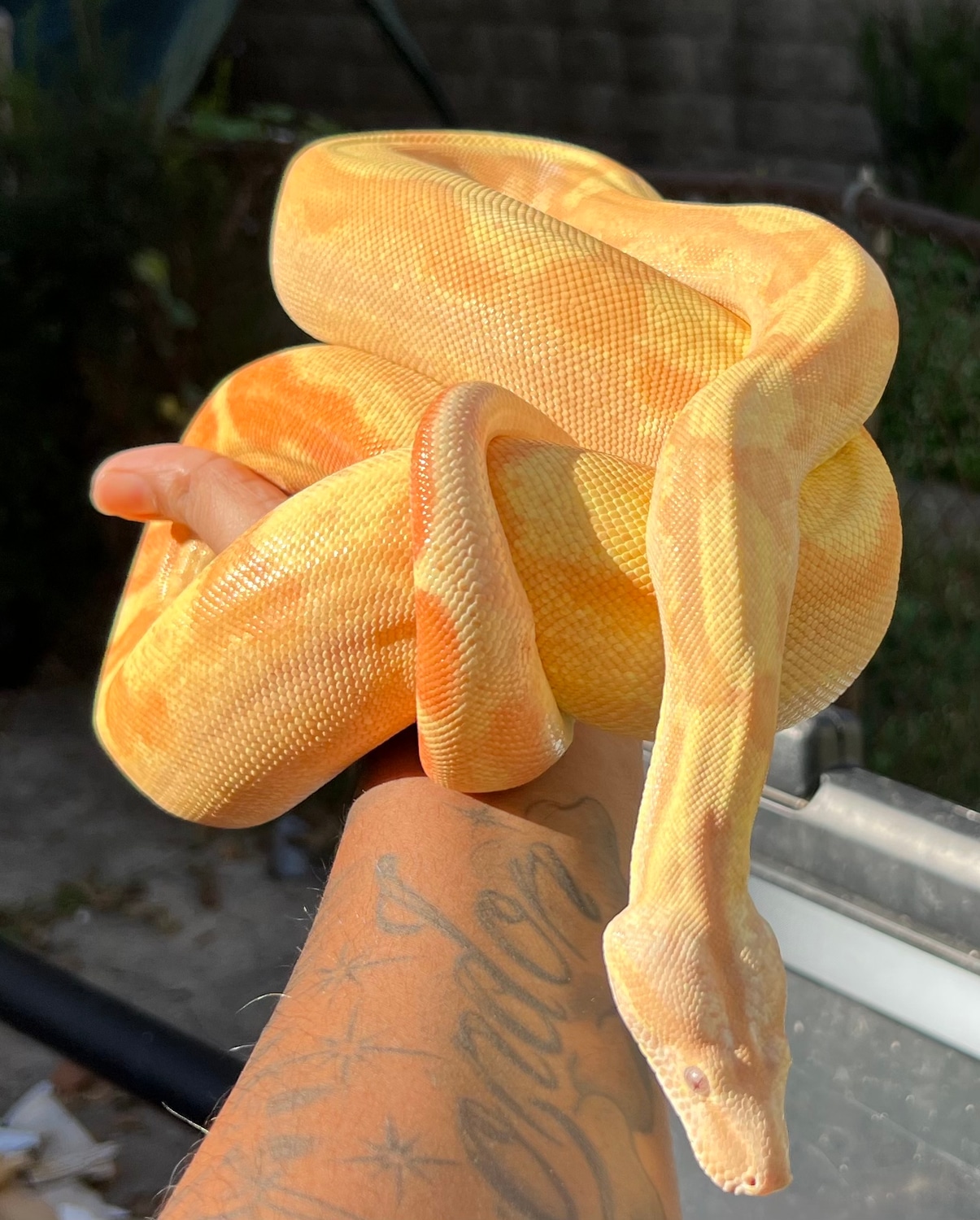 Sunglow Motley 100% Het Anery Boa Constrictor by Jays Snakes - MorphMarket