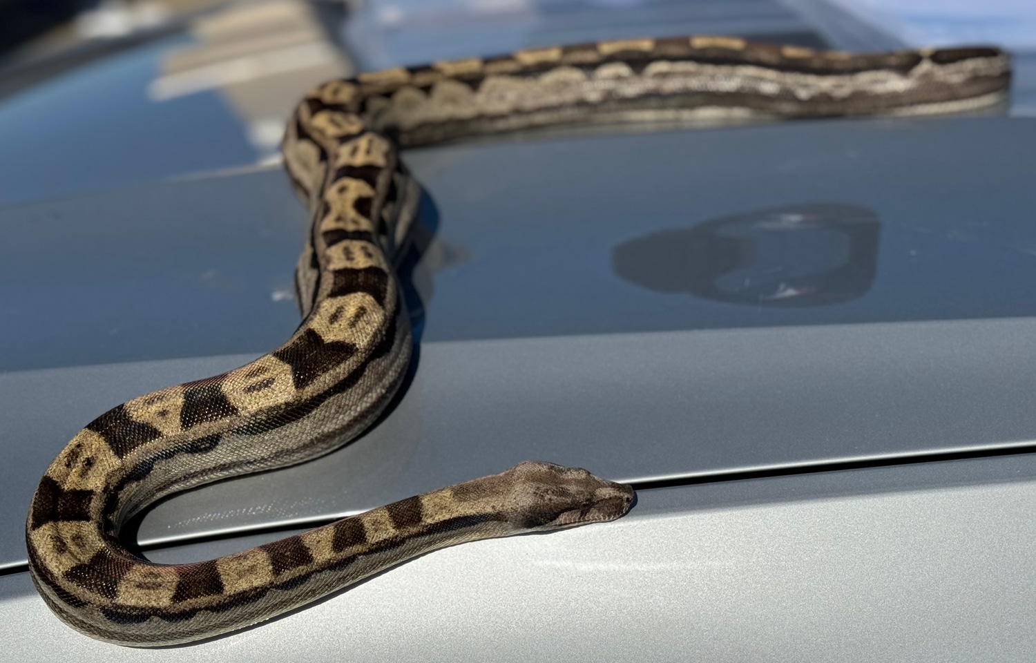 Anery Motley Arabesque 100% Het Kahl Boa Constrictor by Jays Snakes ...