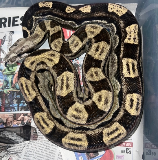 Anery Motley Arabesque 100% Het Kahl Boa Constrictor by Jays Snakes
