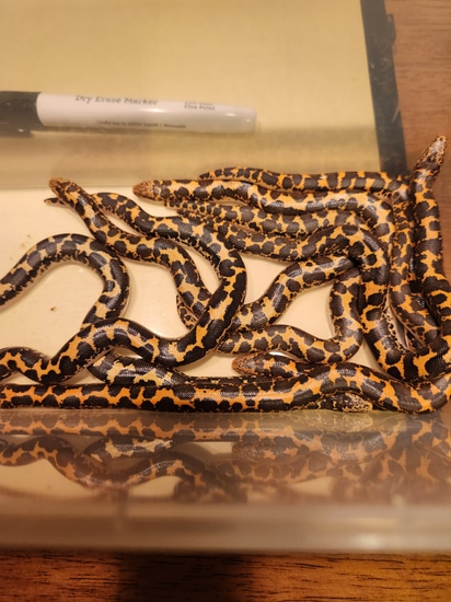 Normal Kenyan Sand Boa by J2 Sand Boas